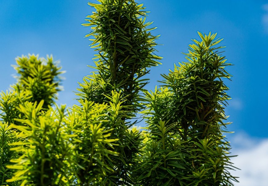 Vanjsko bilje-Visoke četinjače-Tisa stupasta - Taxus baccata 'Fastigiata'