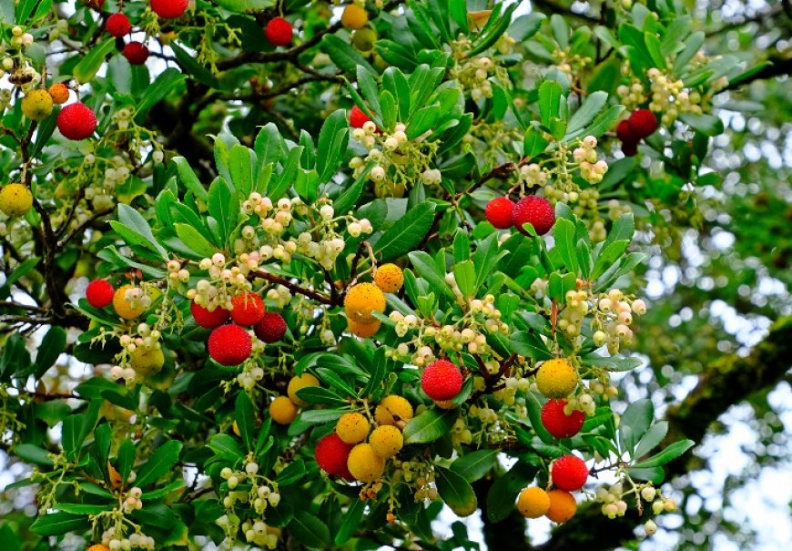 Vanjsko bilje-Grmovi-Planika - Arbutus unedo