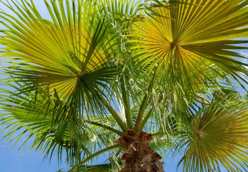 Vanjsko bilje-Palme i egzotično bilje-Žumara - Chamaerops humilis