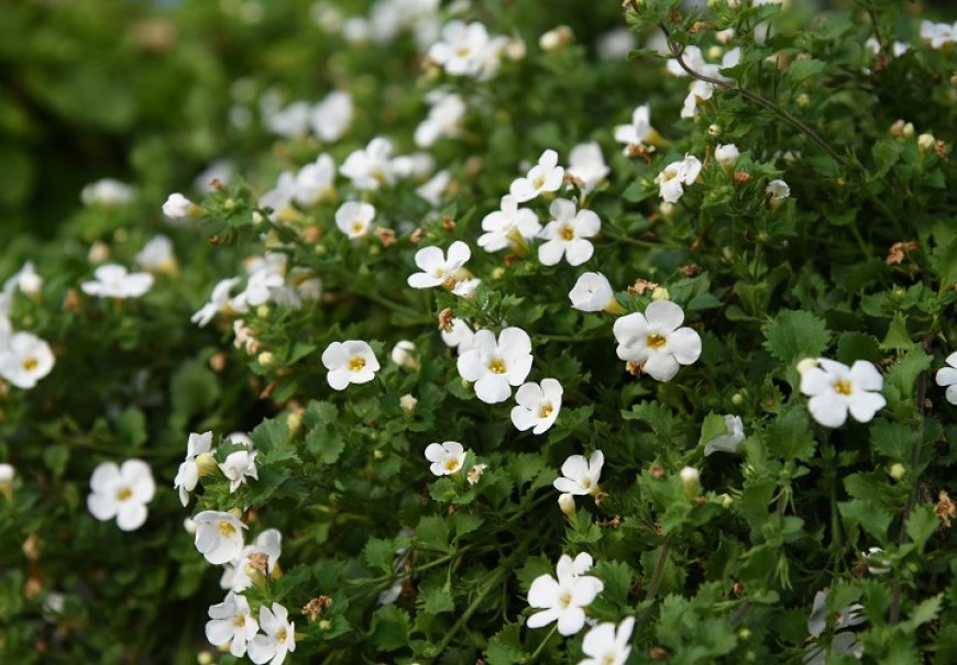 Sezonsko bilje-Ljetnice za sunčane i polusjenovite položaje-Bakopa ...