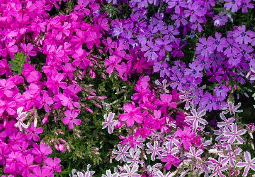 Vanjsko bilje-Sitne trajnice-Plamenak - Phlox subulata