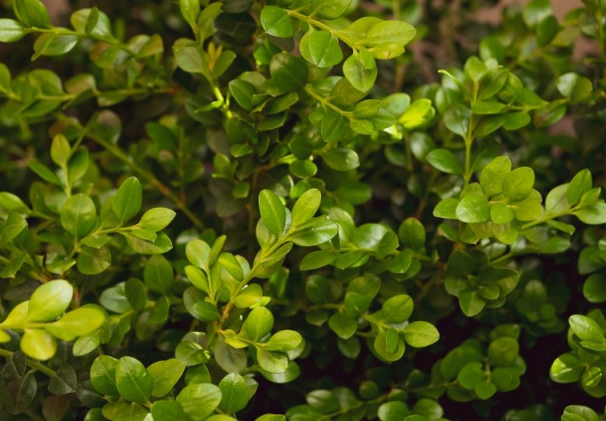 Vanjsko bilje-Grmovi-Common Box - Buxus ' Macrophyla x Rotundifolia'