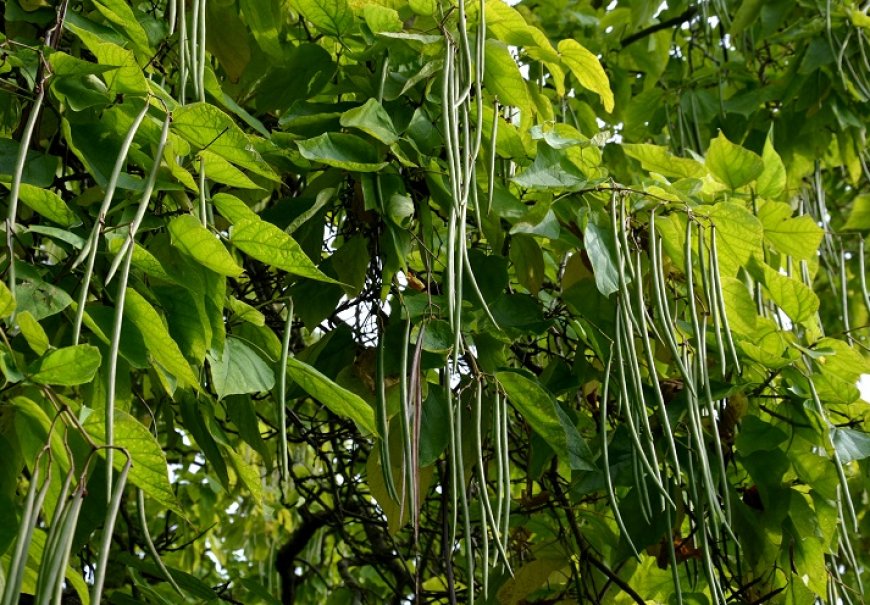 Vanjsko bilje-Stabla-Katalpa - Catalpa bungei