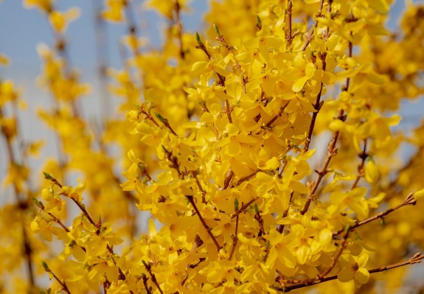 Vanjsko bilje-Grmovi-Forzicija - Forsythia suspensa
