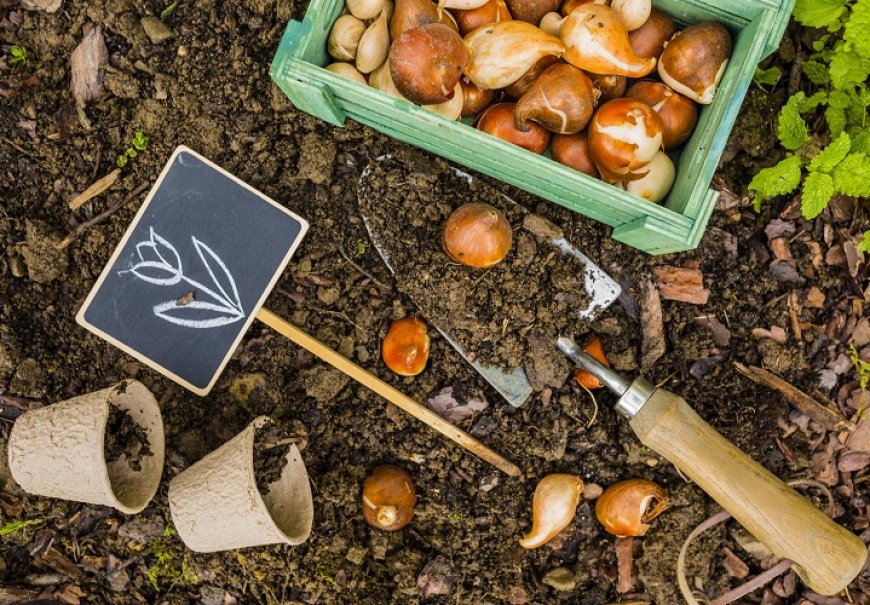 Sjemena i lukovice-Razne lukovice-Lukovice