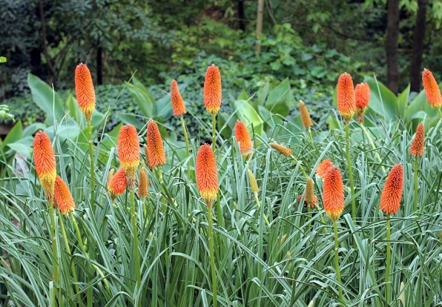 Vanjsko bilje-Sitne trajnice-Tritoma - Kniphofia uvaria