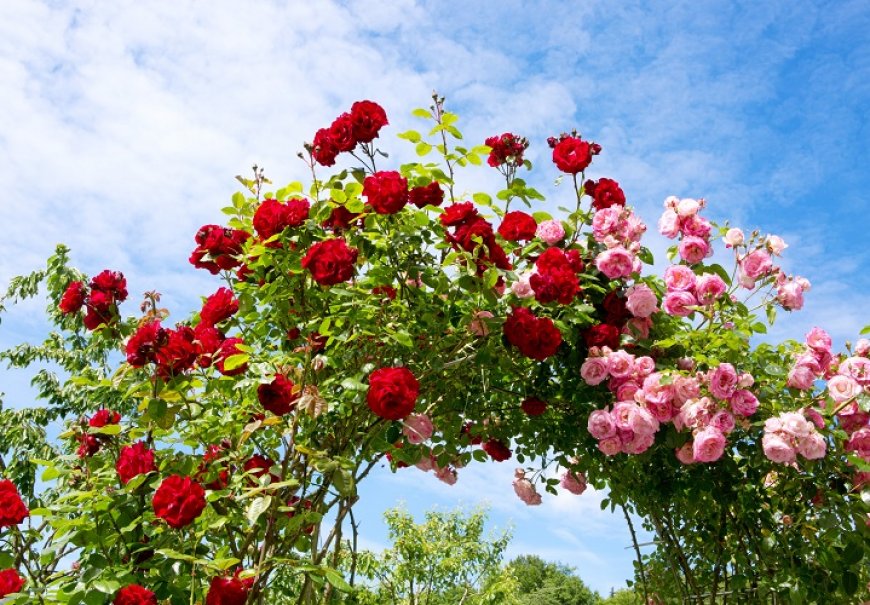 Vanjsko bilje-Ruže-Ruža penjačica